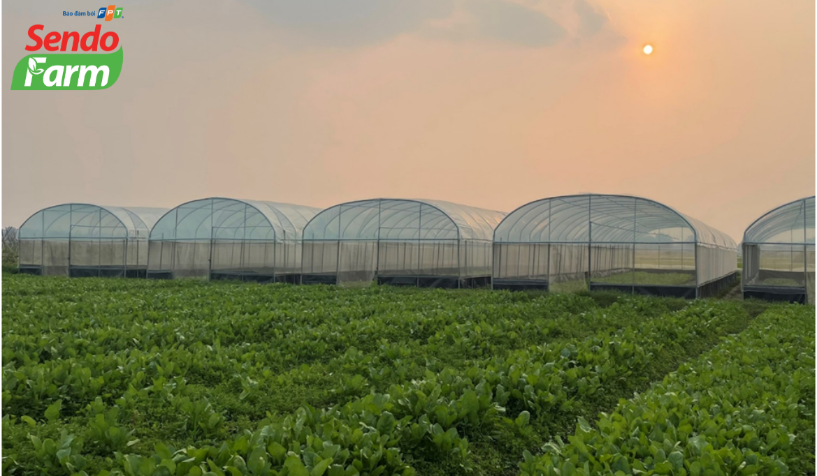 Trải nghiệm đáng nhớ ở hành trình thực địa Sendo Farm